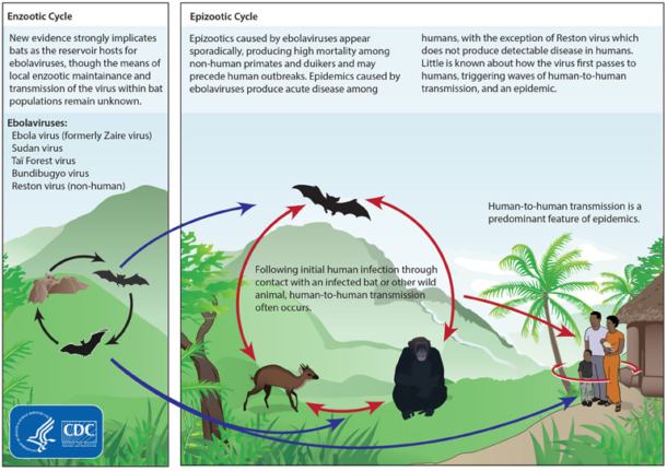 The Hot Zone Ebola Virus • Eve Out of the Garden